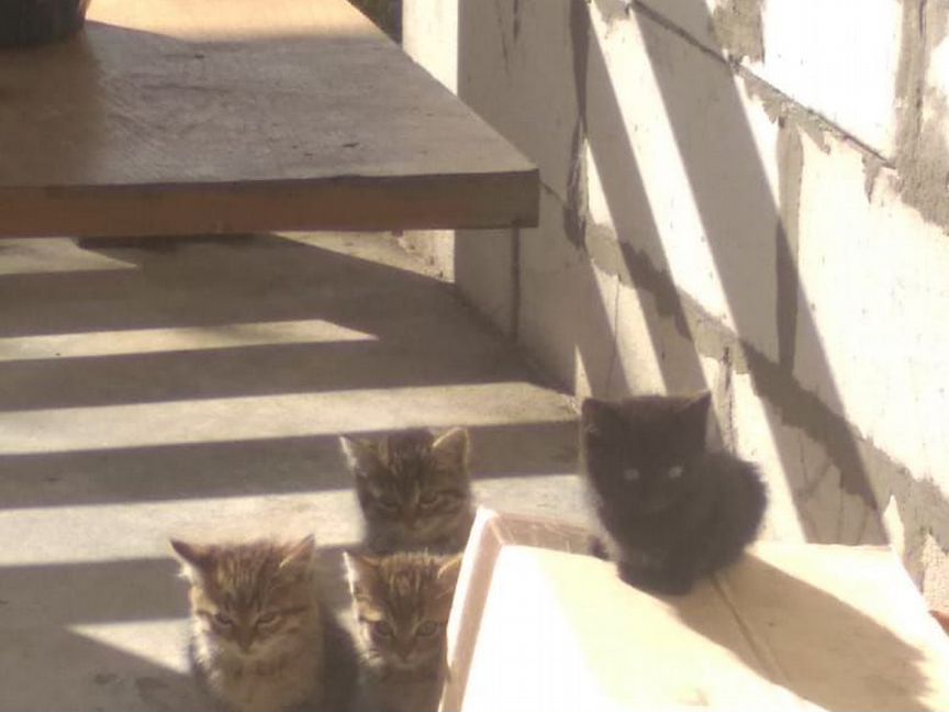 Котята в добрые руки