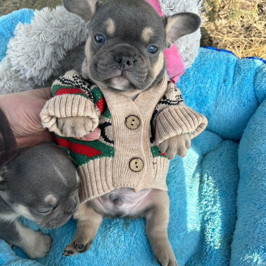 Французский Любимка