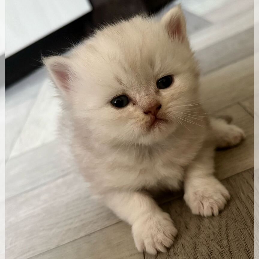 Шотландский прямоухий короткошёрстный котёнок