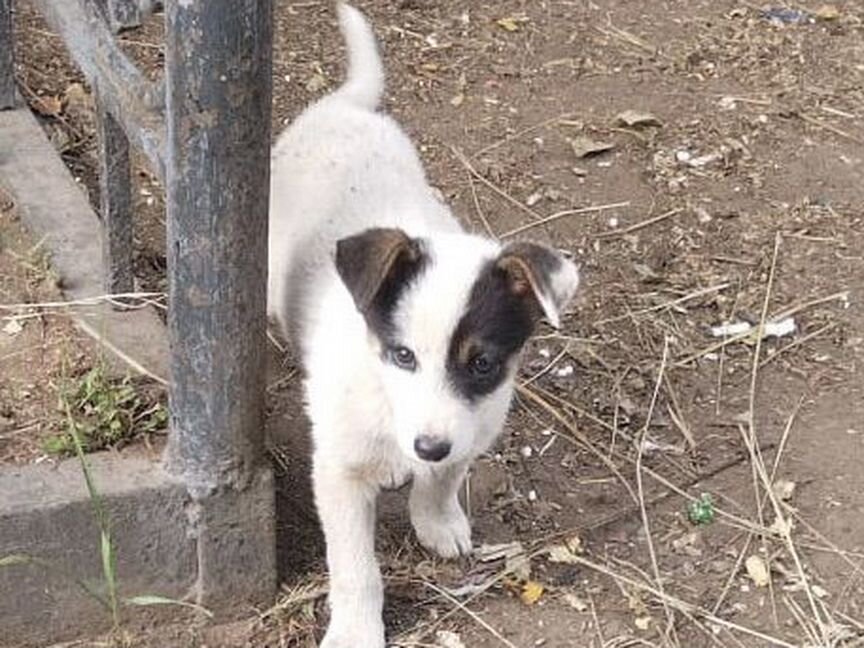 Щенки в добрые руки