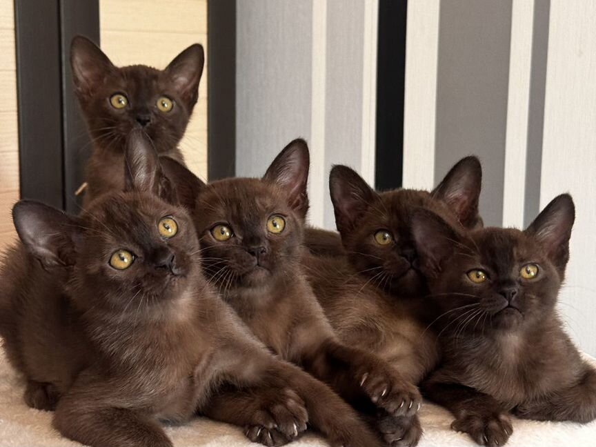 Бурманские котята