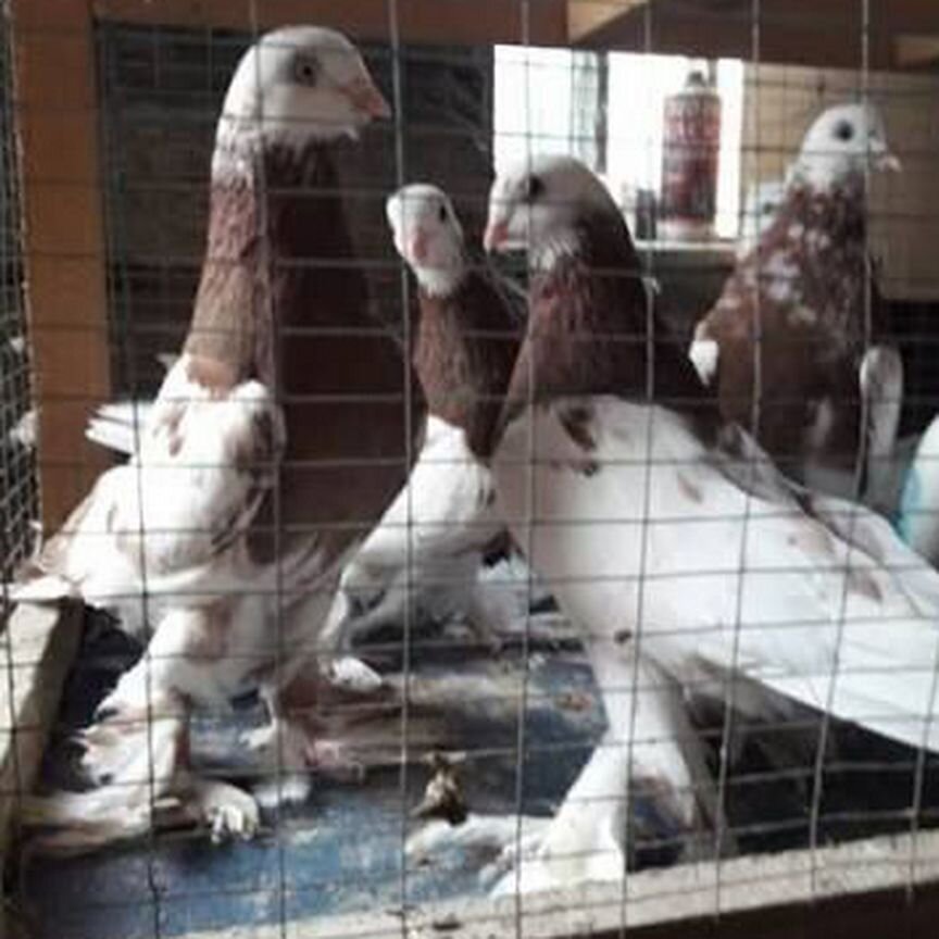 Голуби узбекские капканы