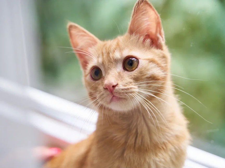 Кошка