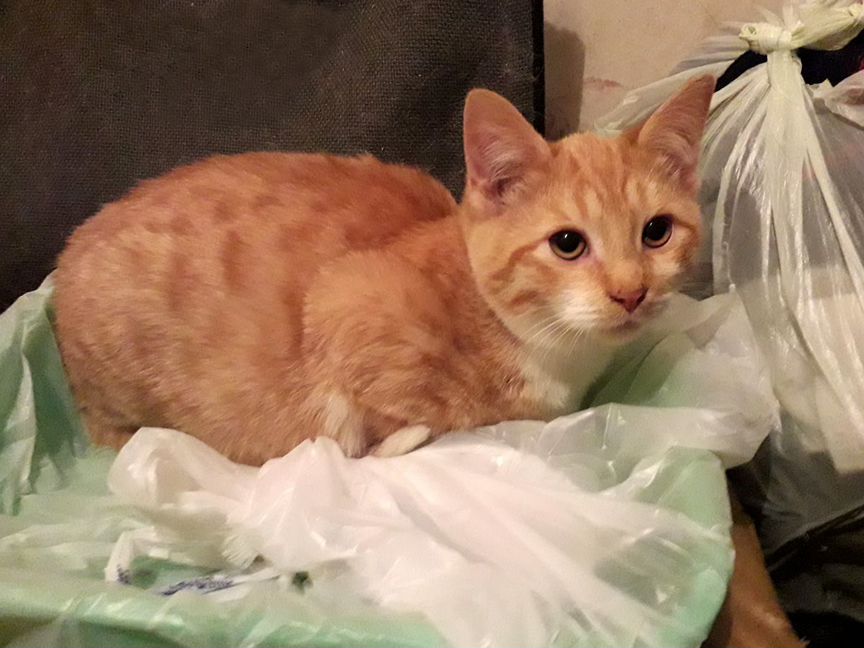 Рыжие котята мальчики 4 мес