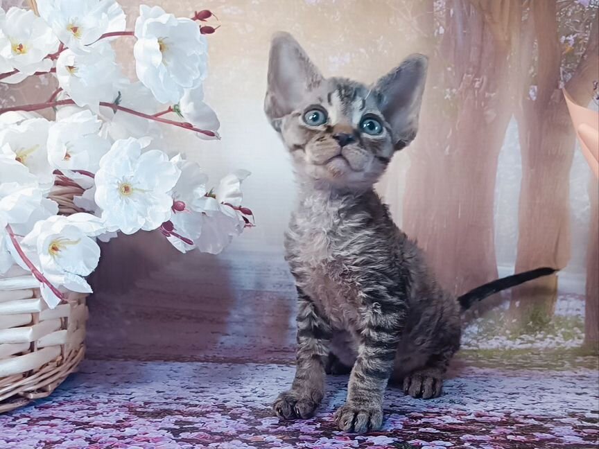 Девон-рекс детки