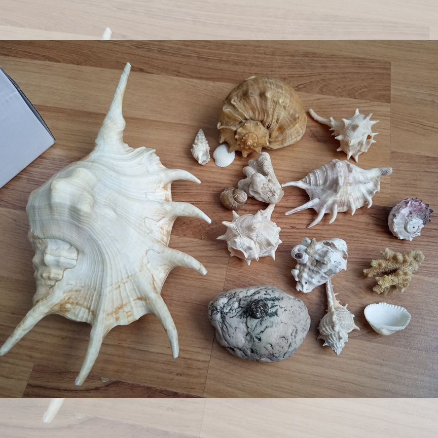 Морские раковины и кораллы