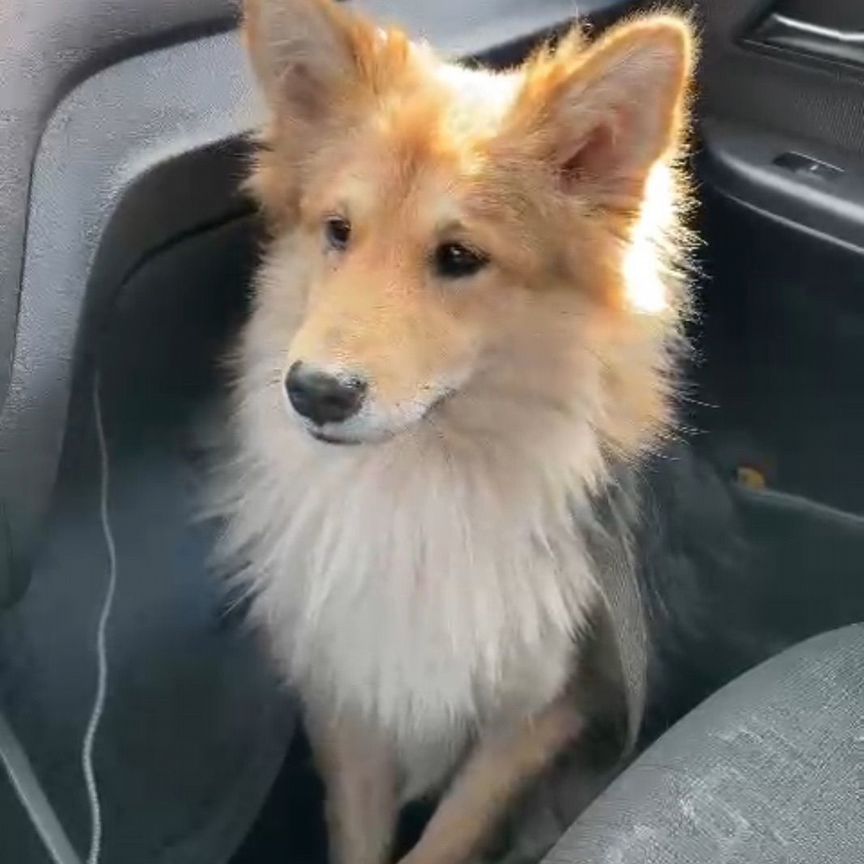 Собака в добрые руки