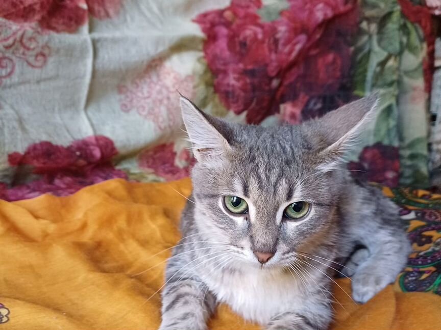 Котёнок Симон (мальчик)