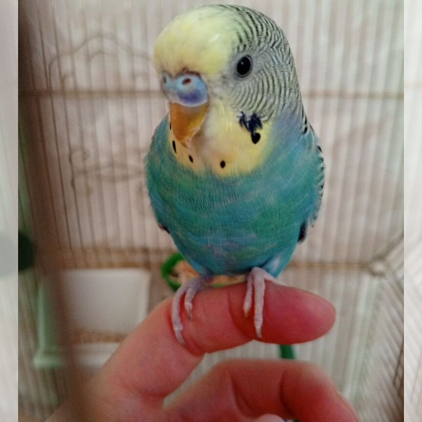 Волнистый попугай мальчик 6 мес с большой клеткой