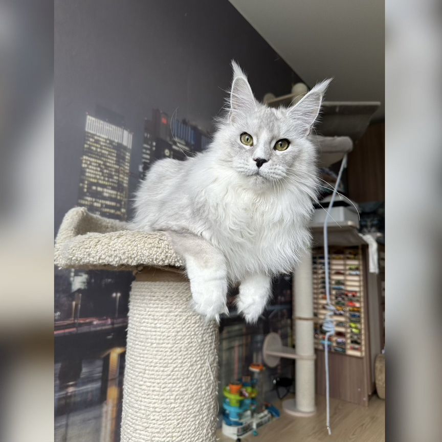 Джессика котенок мейн кун