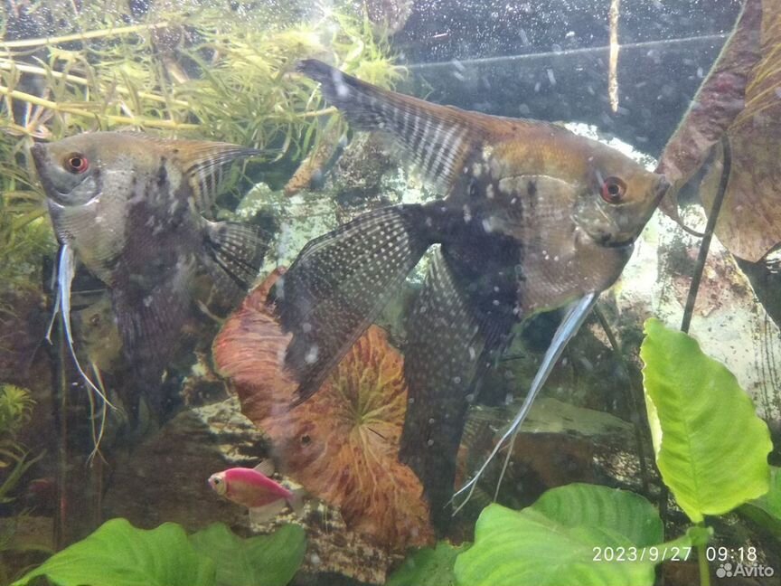 Скалярии, пара