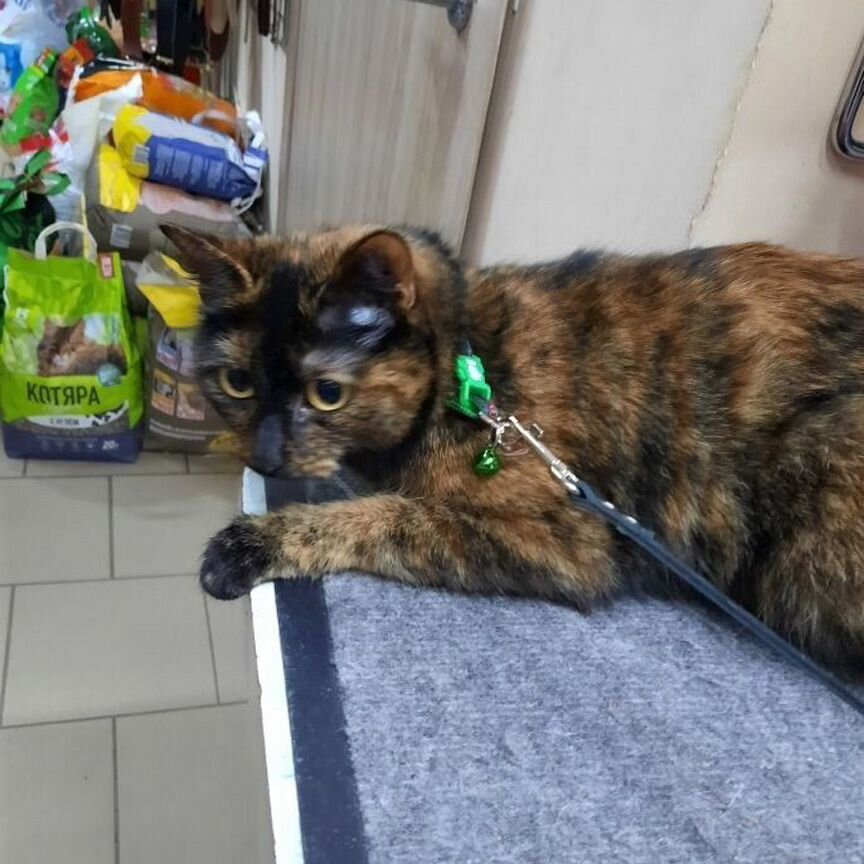 Разноцветная кошечка ищет Добрую семью