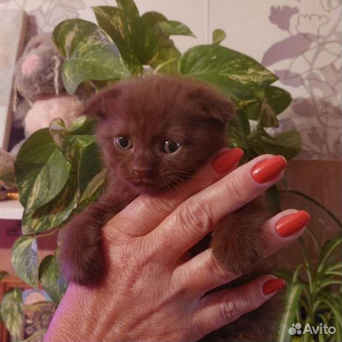 Шоколадные мимимишки