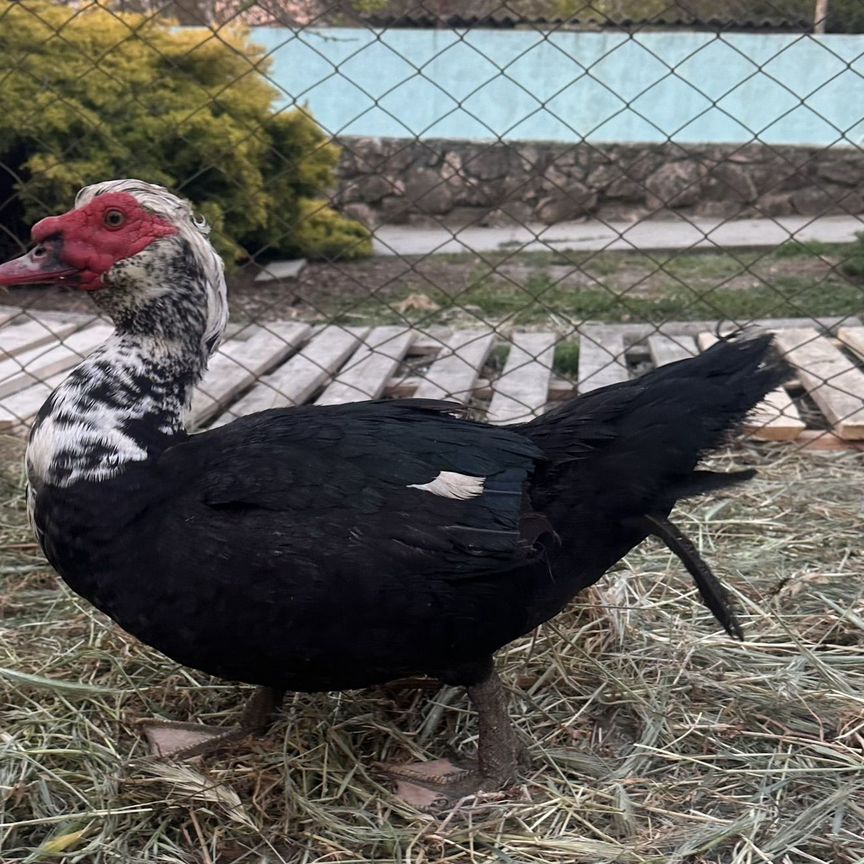 Продам индоуток