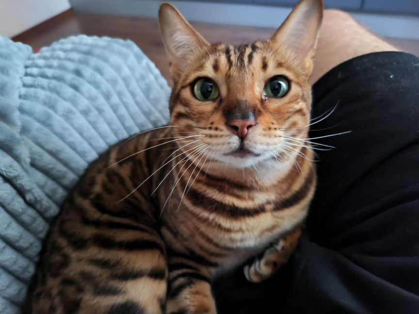 Бенгальская кошка в любящую семью
