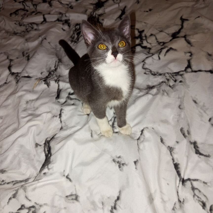 Шилопопый котик