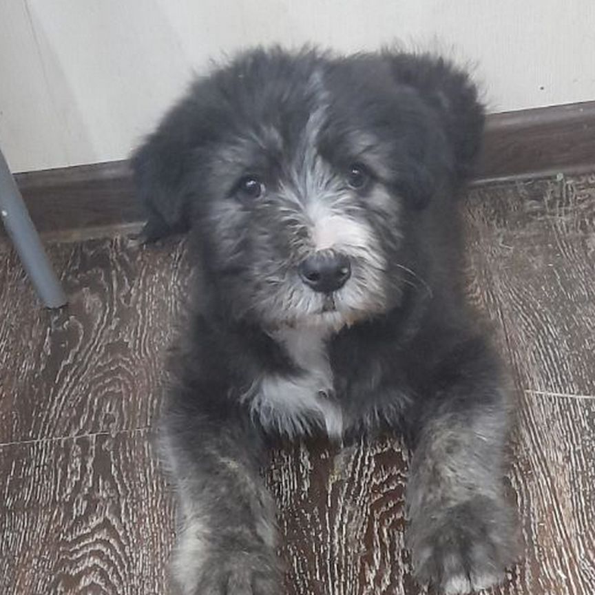 Черный терьер, щенок