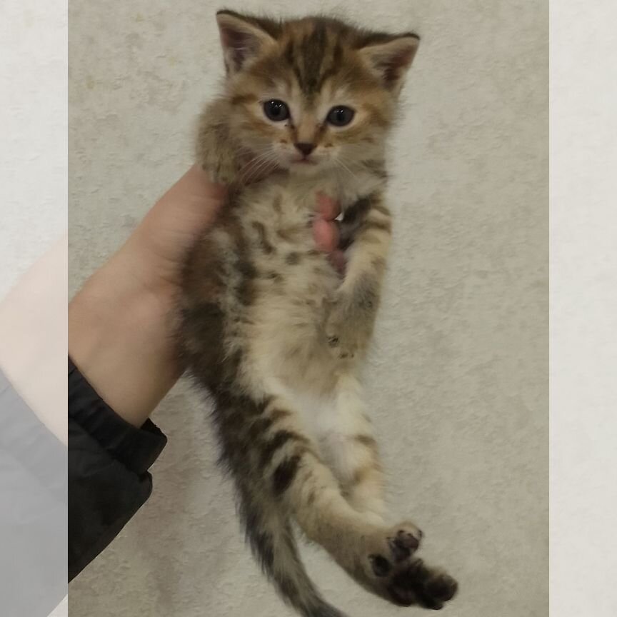 Котята