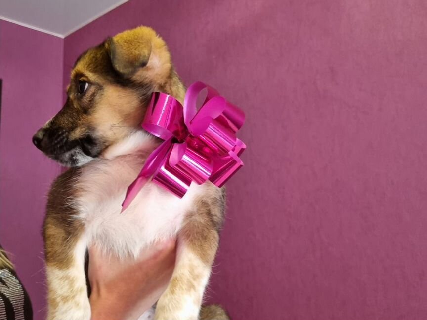 Маленькая собака в добрые руки отдам бесплатно