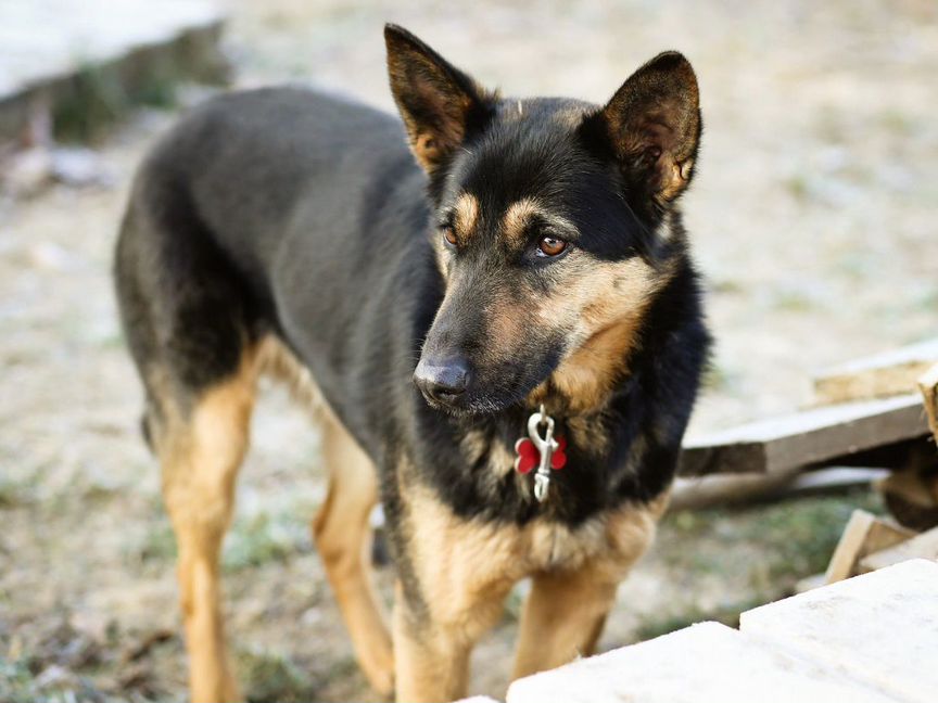 Мира,метис овчарки