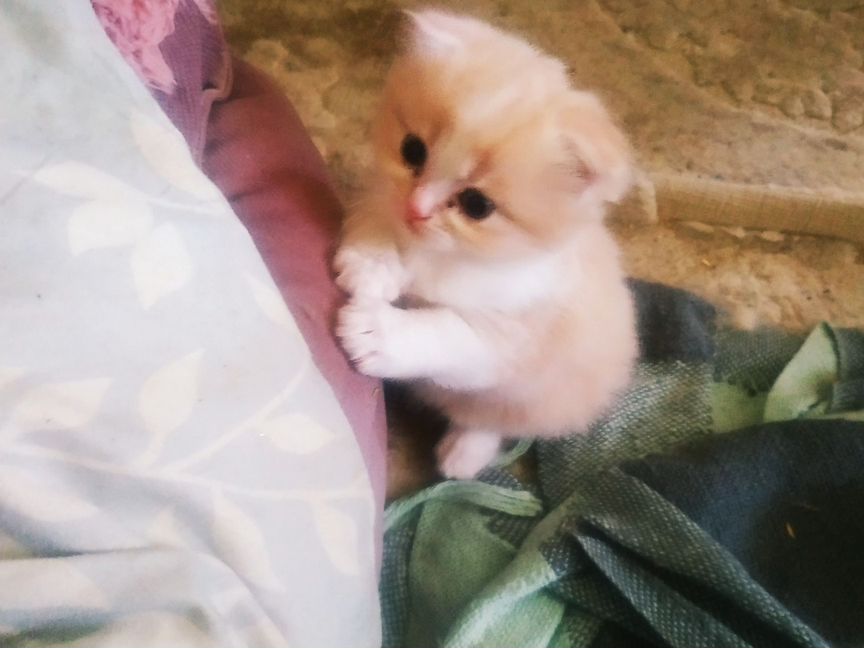 Шотландский Хайленд