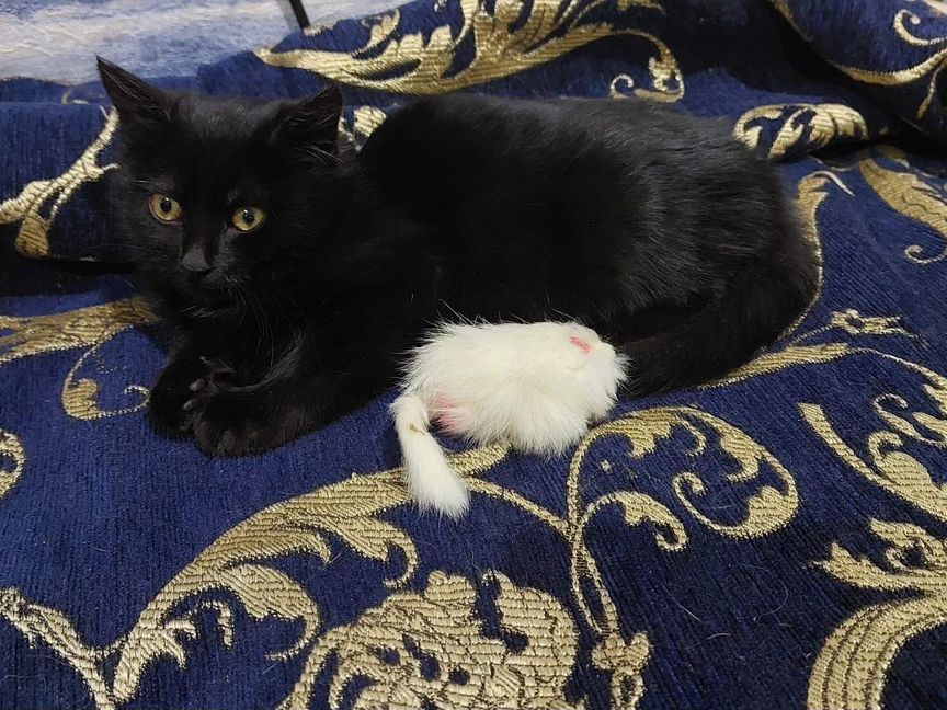 Кошка в дар бесплатно