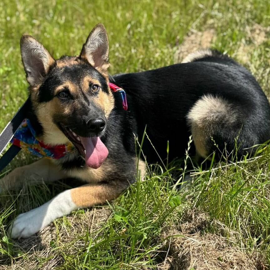 Щенок в добрые руки