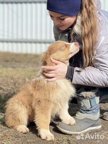 Австралийская овчарка аусси девочка-прелестница)