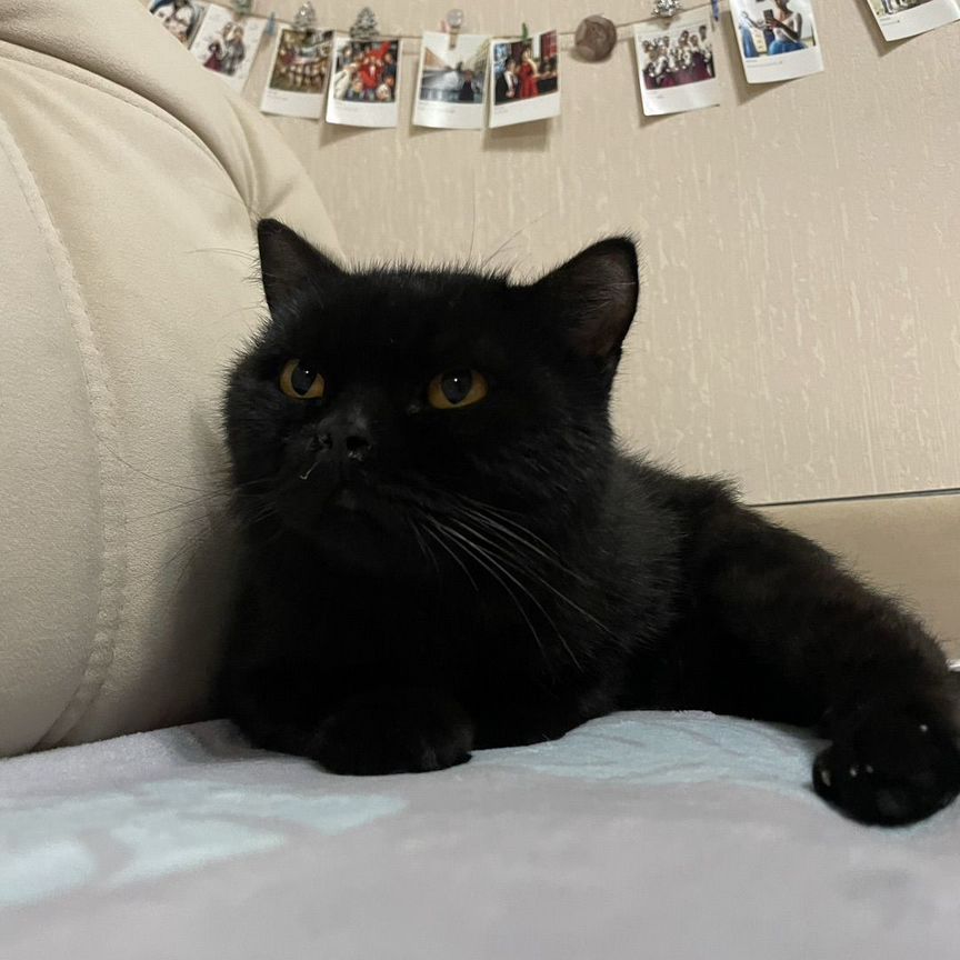 Отдам кота в добрые руки