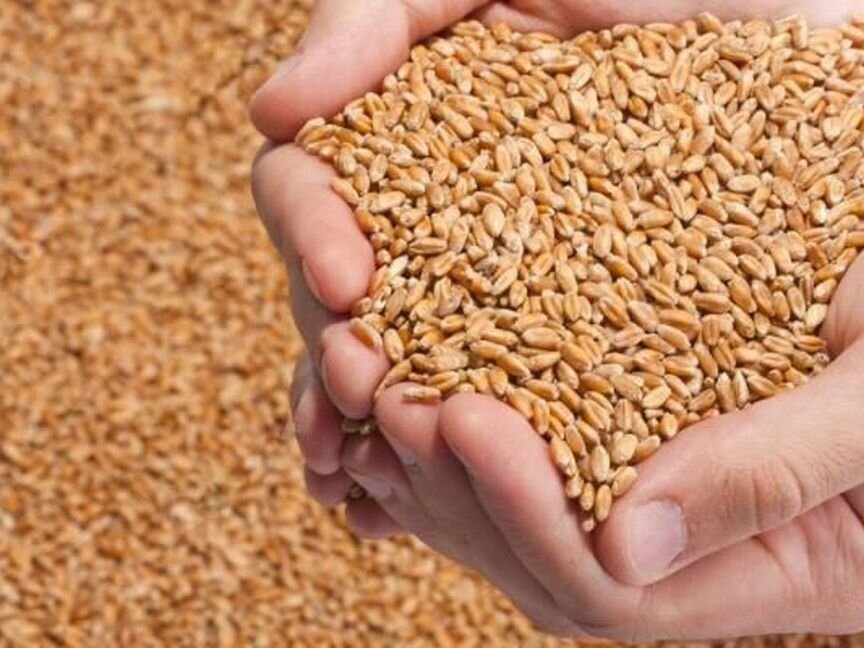 Ячмень, пшеница, кукуруза, дёрка и макуха