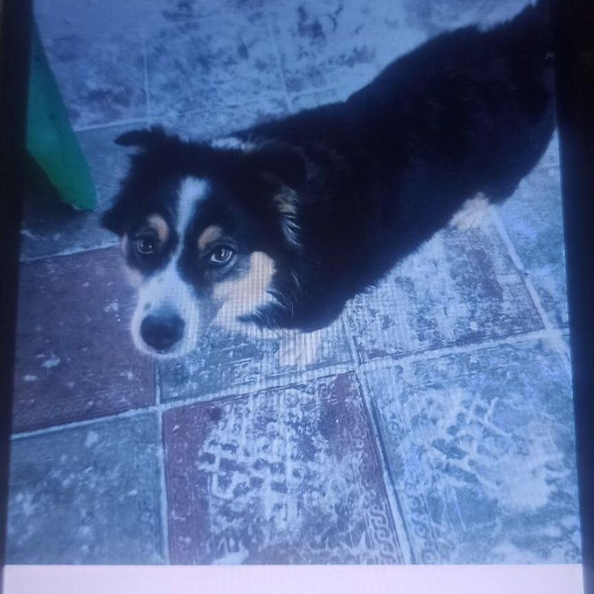 Взрослый пёс в добрые руки