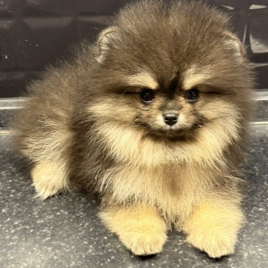 Померанский шпиц, щенок