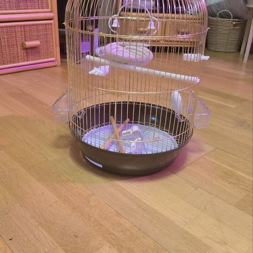 Птичья клетка