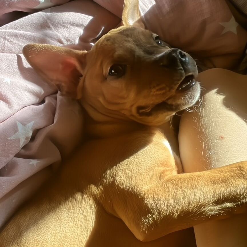 Американский стаффордширский терьер, щенок