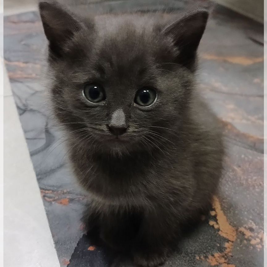 Котёнок от частного владельца