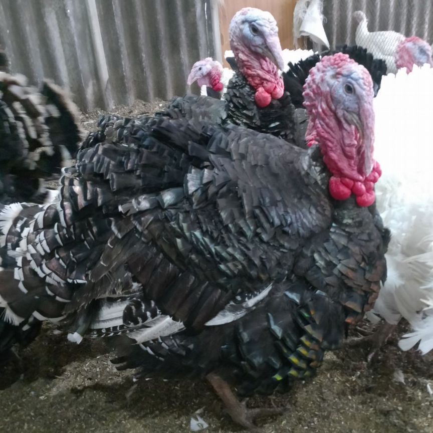 Индюки домашние на мясо