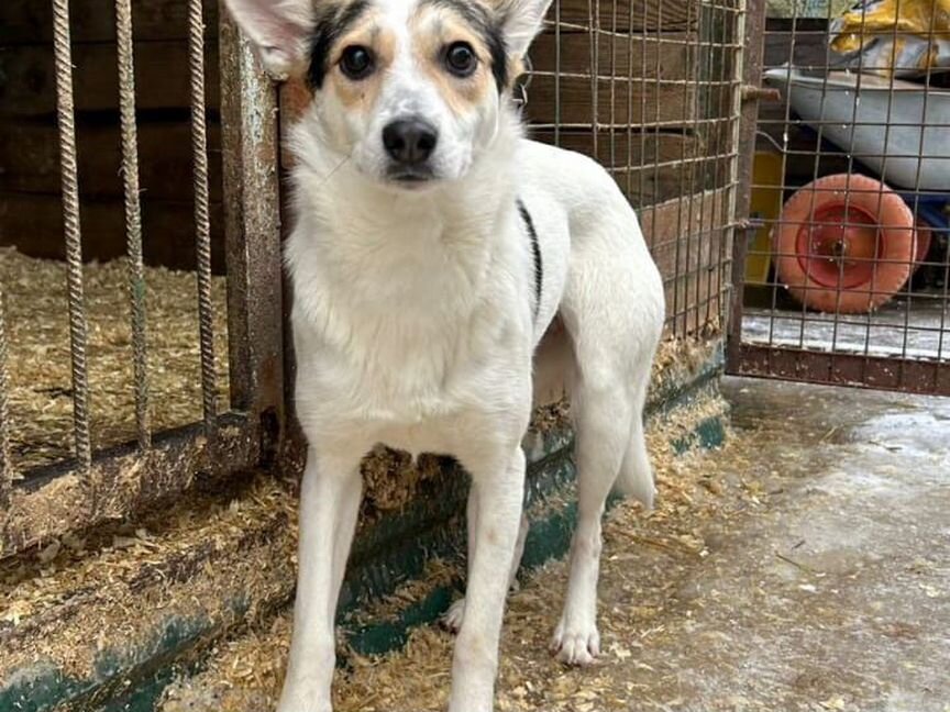 Собаки бесплатно, Мальта