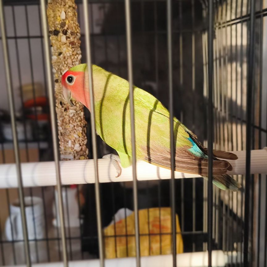 Попугай неразлучник с клеткой
