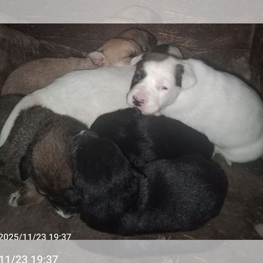 В добрые руки