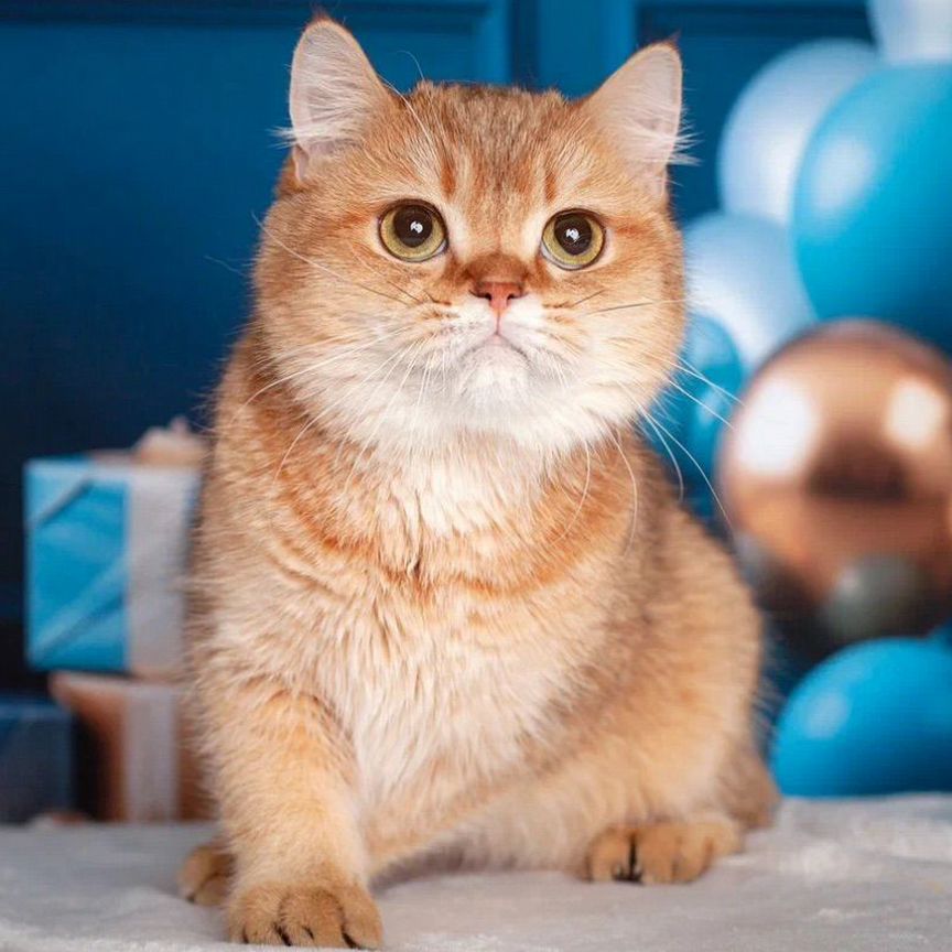 Британский короткошёрстный котёнок