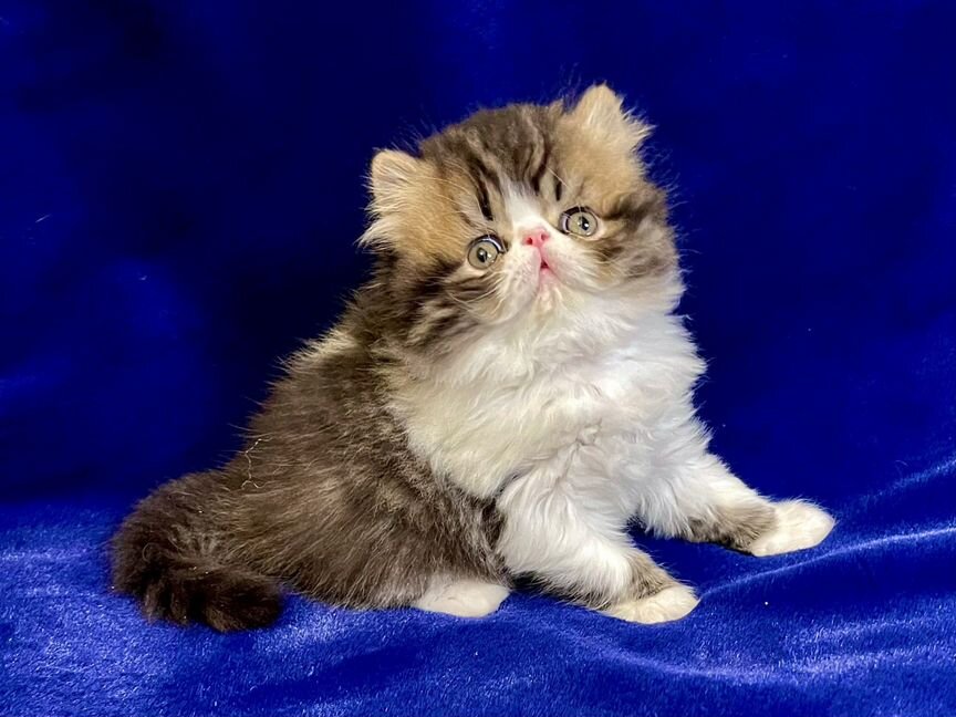 Персидский котенок