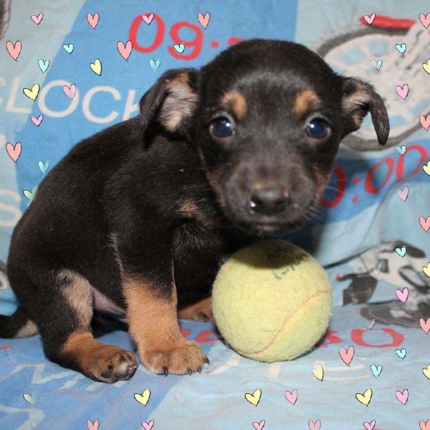 Щенки от маленькой собачки