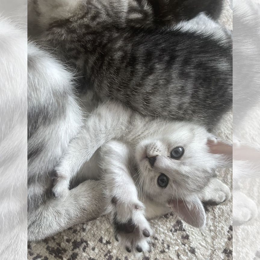 Британский короткошёрстный котёнок