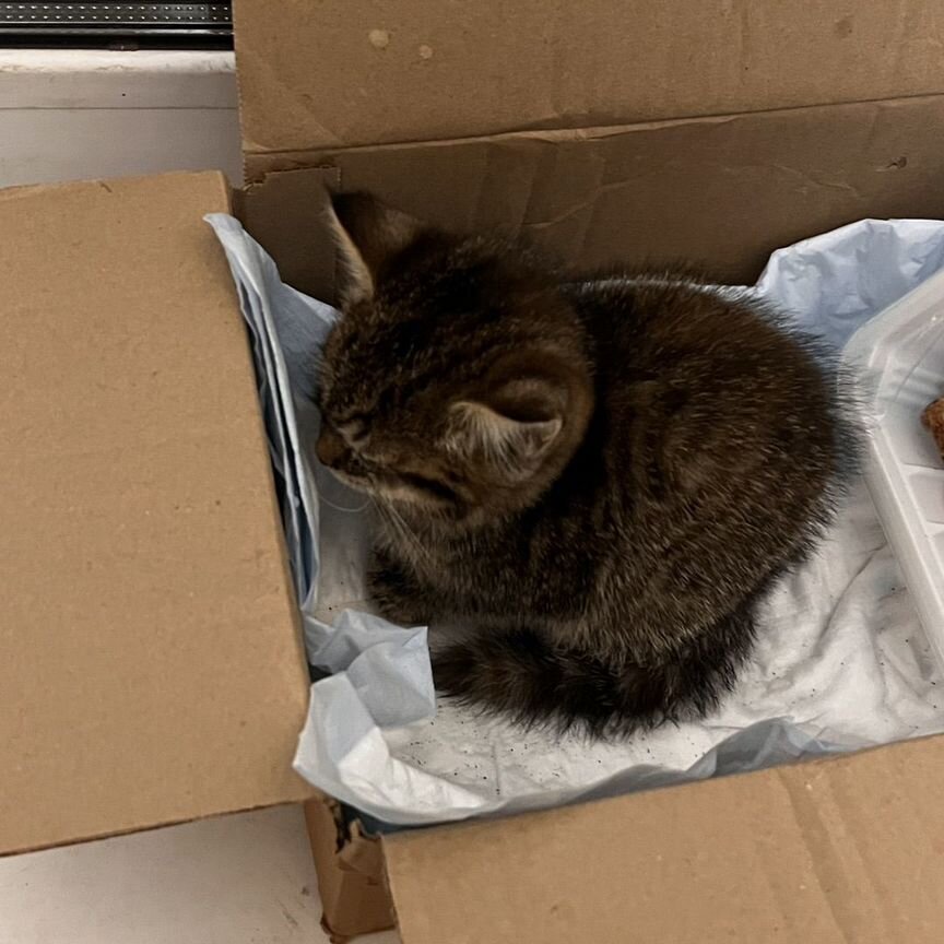 Котёнок в добрые руки