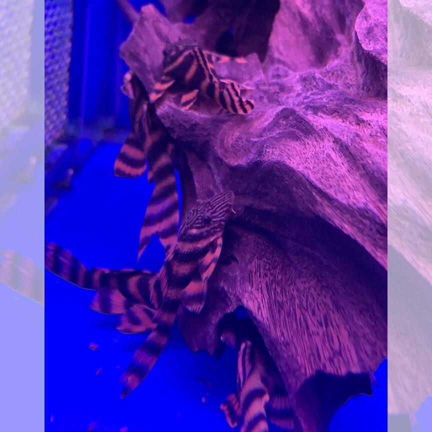 Сом L397 Зебра красная