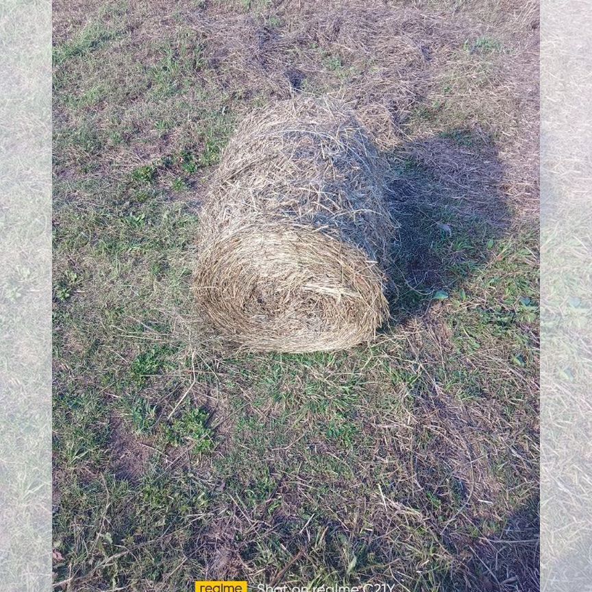 Сено в рулонах