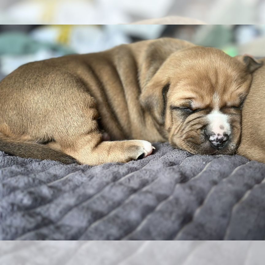 Стаффордширский терьер