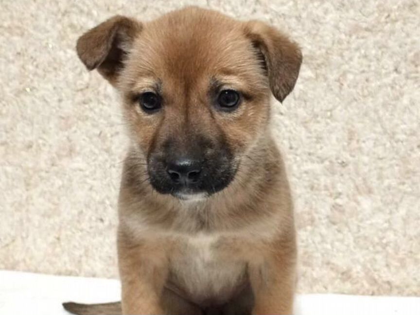 Щенок в добрые руки бесплатно