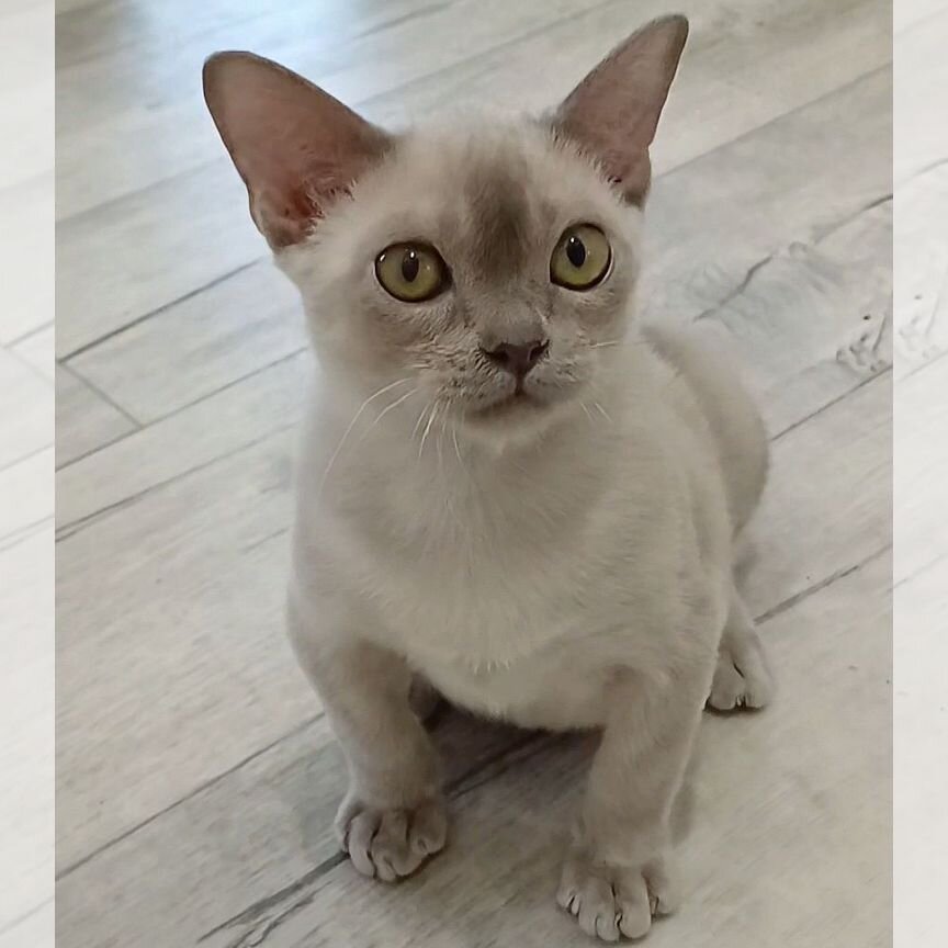 Бурманские котята