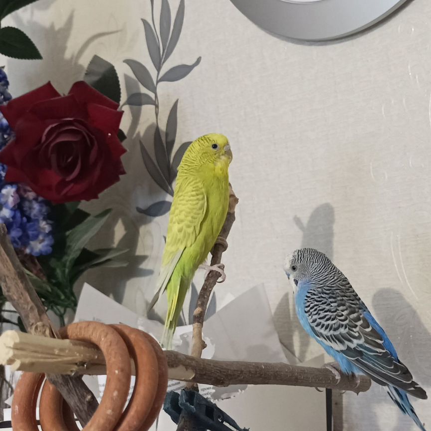 Пара волнистых попугаев